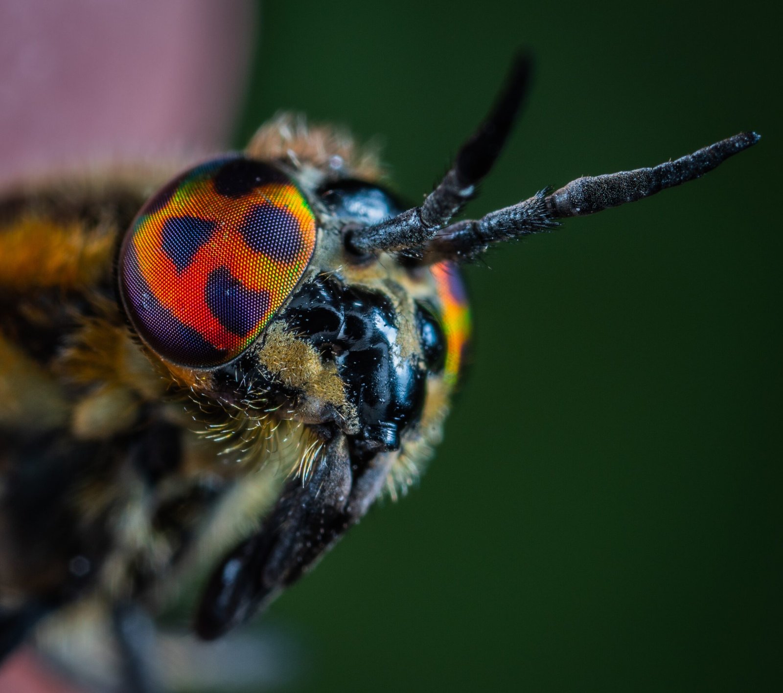 Venomous Insects: what they look like, where they live, and how to ...